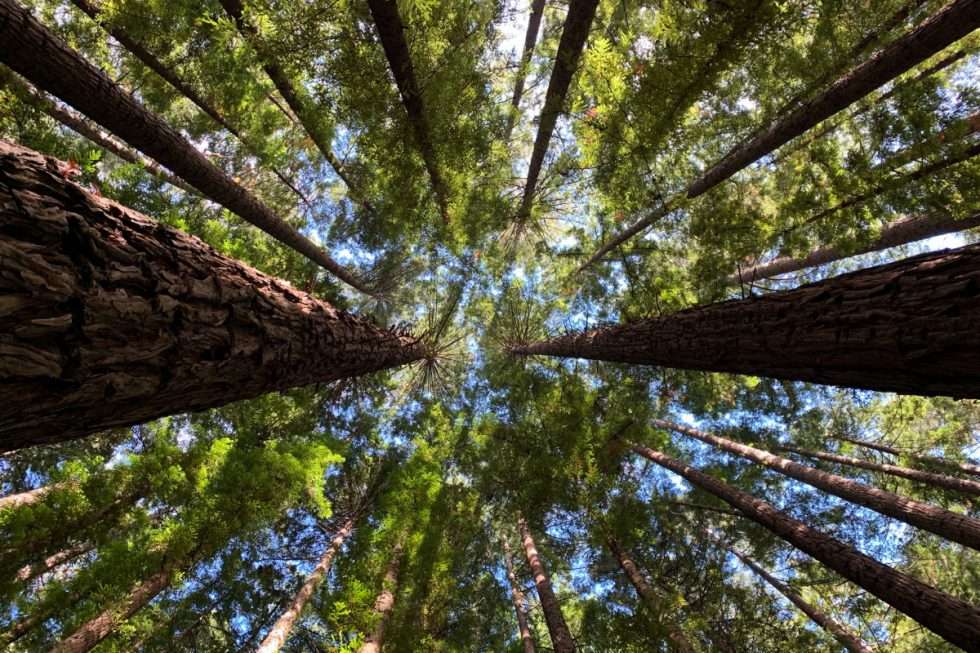 Where Culture meets Tall Trees - Global Trellis